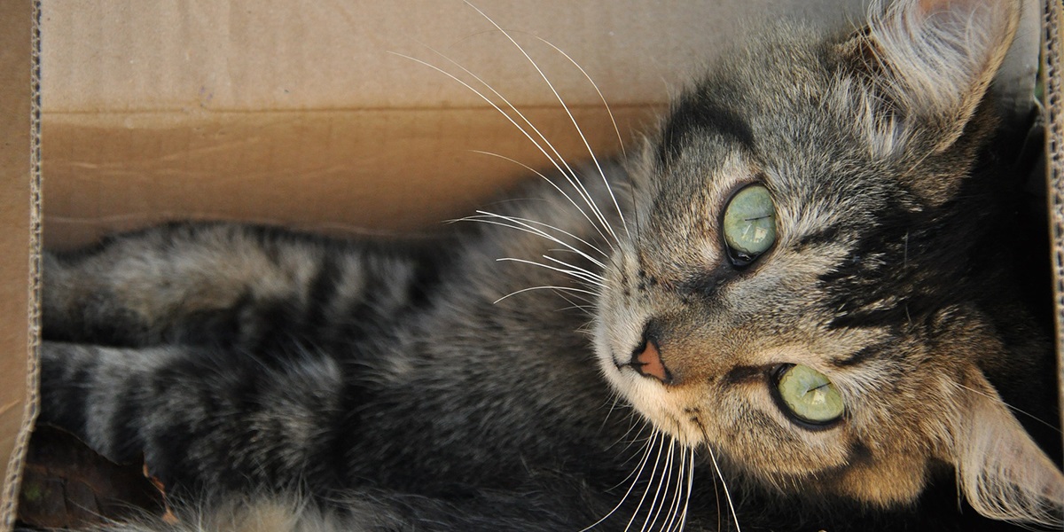 Managing Pica In Cats - Speed Cap